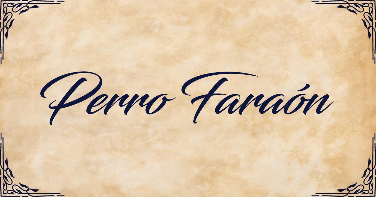 Perro faraón : Información Completa sobre Características, Cuidado e ...