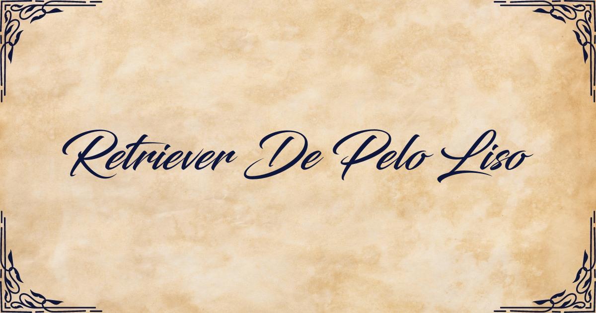 Retriever de pelo liso : Información Completa sobre Características ...