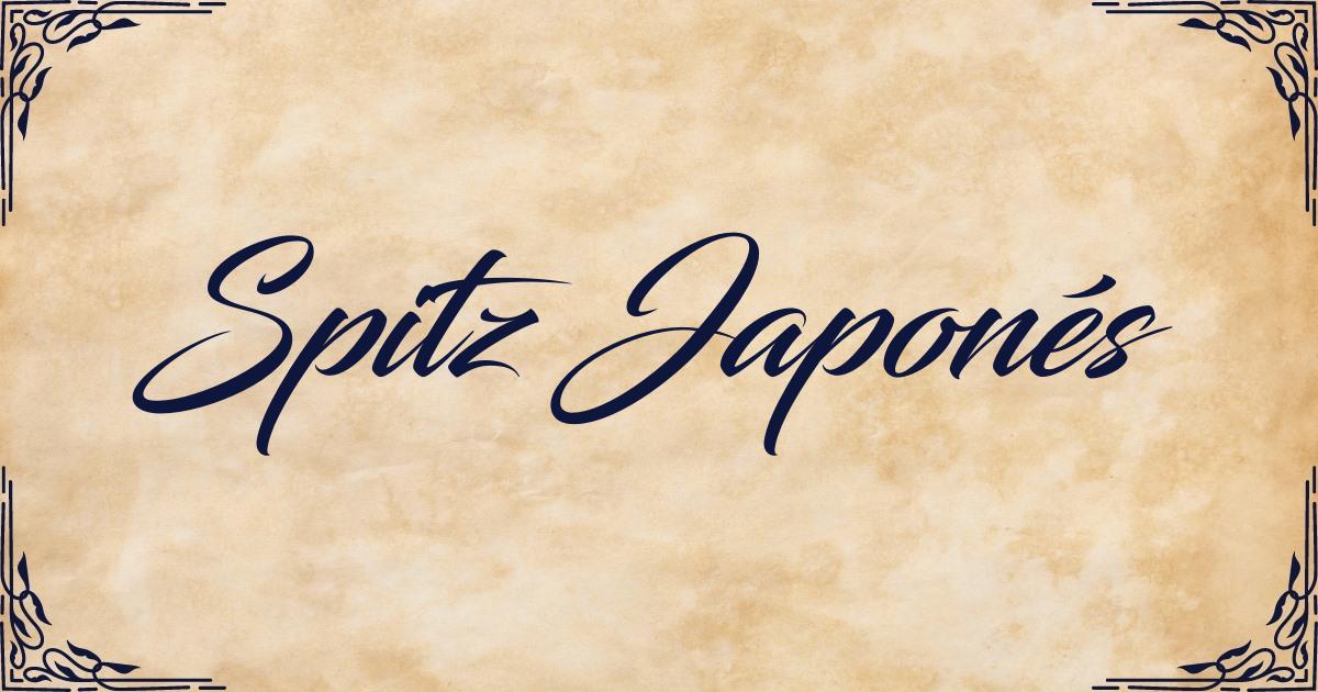 Spitz japonés : Información Completa sobre Características, Cuidado e ...